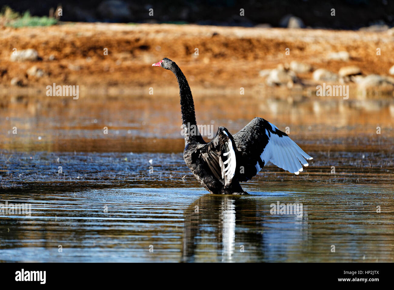 Black Swan Transformation Scene Wings