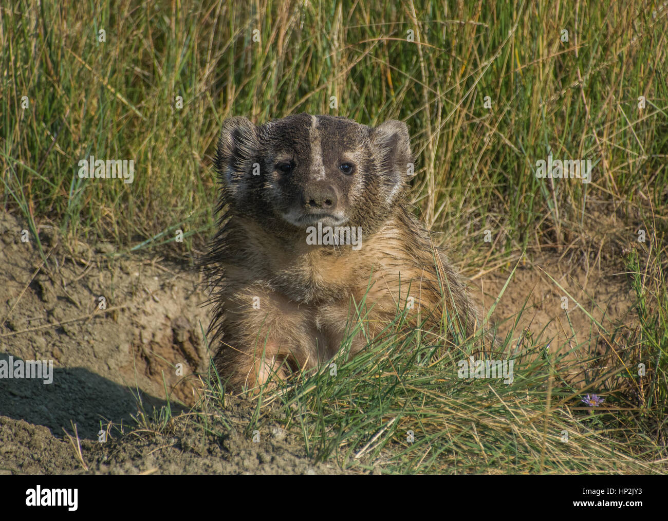 American badger den hi-res stock photography and images - Alamy
