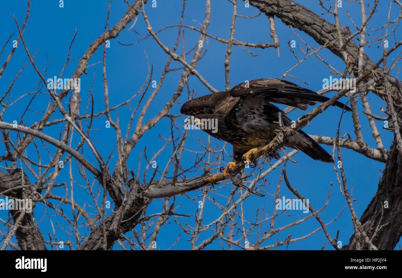 Juvenile Bald Eagle Preparing for Takeoff Stock Photo - Alamy