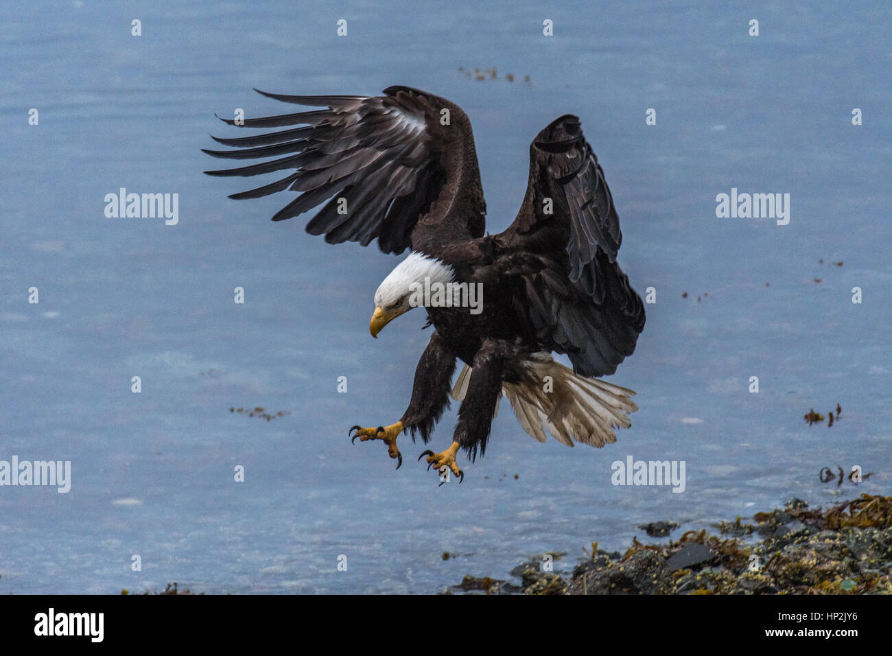 Beautiful Bald Eagle Stock Photo - Alamy