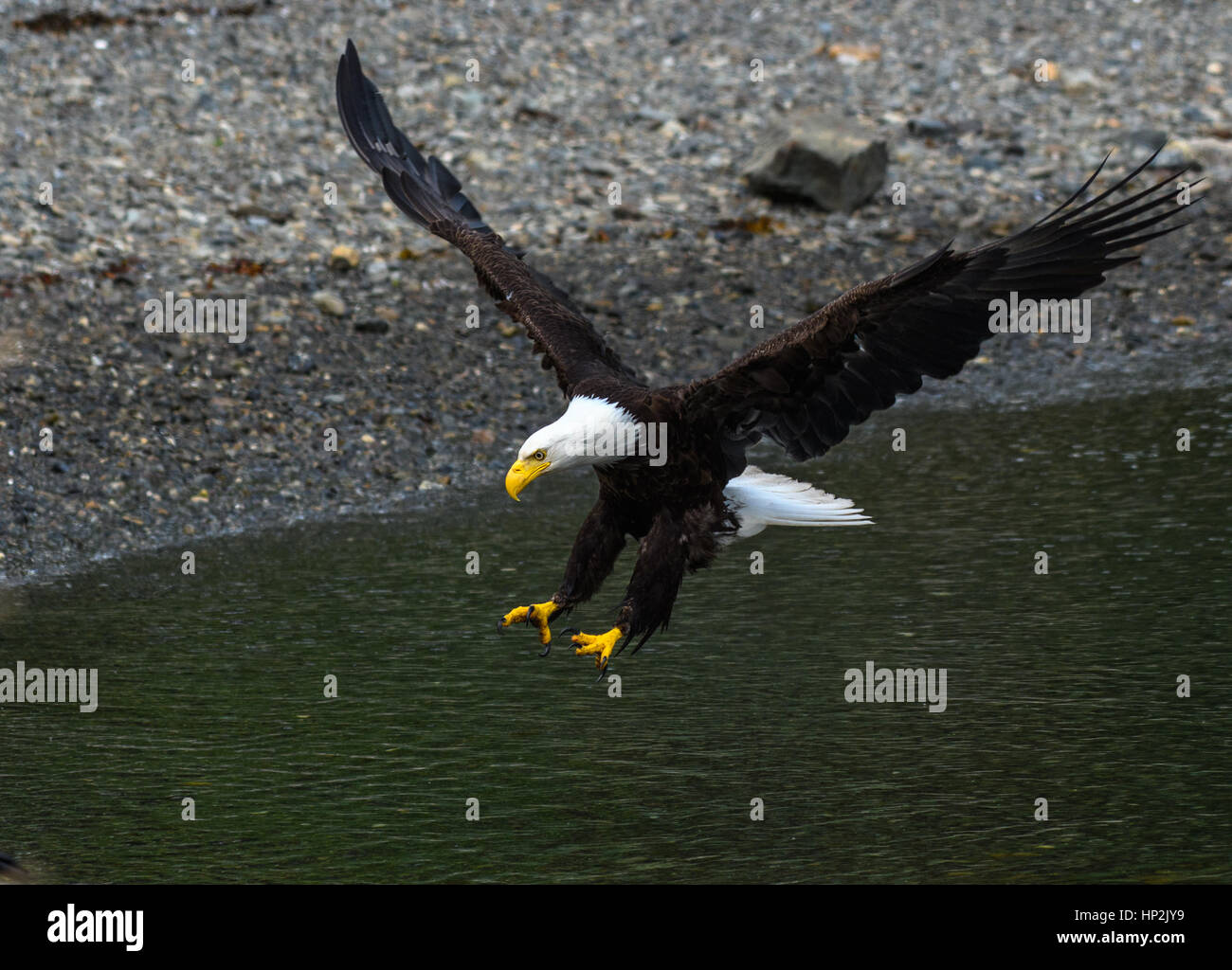 Regal mature eagle hi-res stock photography and images - Alamy