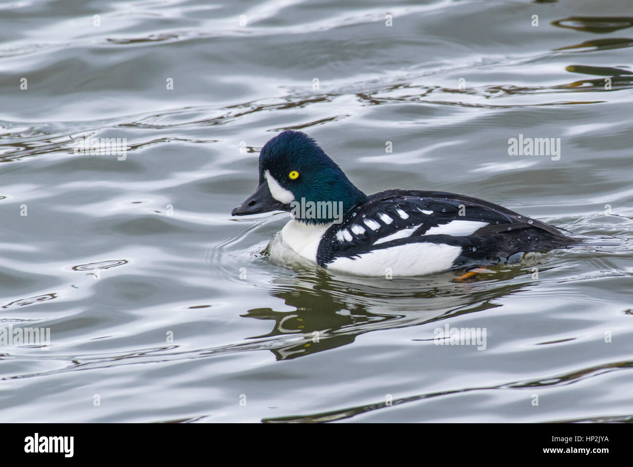 A Barrow's Goldeneye Duck Taking a Swim Stock Photo - Alamy