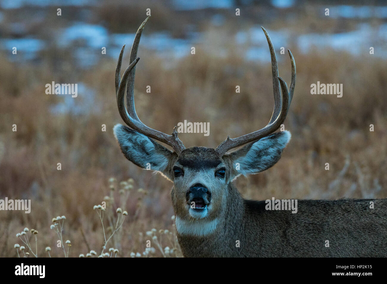 A Surprised large Mule Deer Stock Photo - Alamy