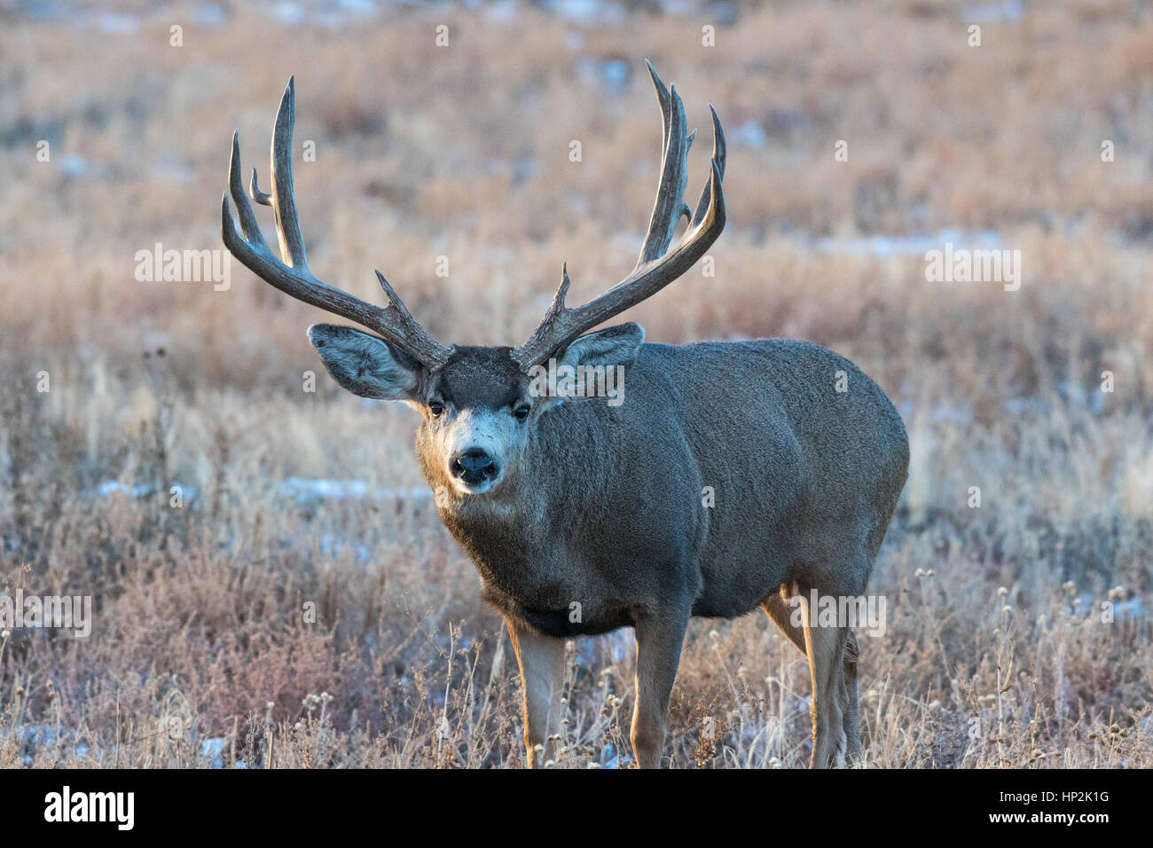 Mule Deer Trophy Buck Grazing in a Field Stock Photo - Alamy