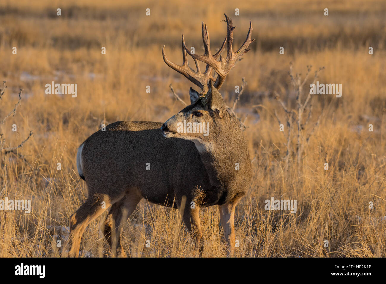 A Large Mule Deer Buck in a Crisp Autumn Morning in Colorado Stock ...