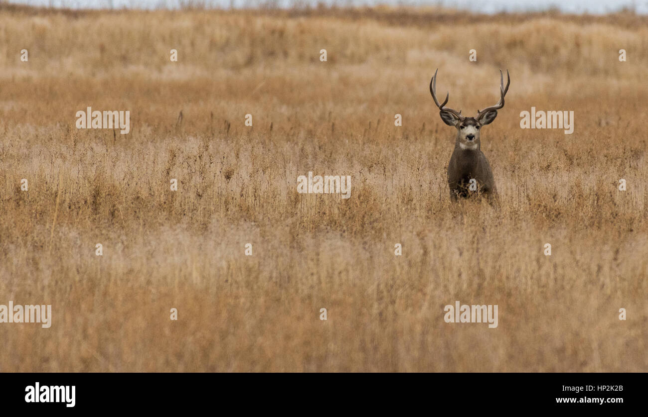 A Large Mule Deer Buck Alone in a Vast Field Stock Photo - Alamy