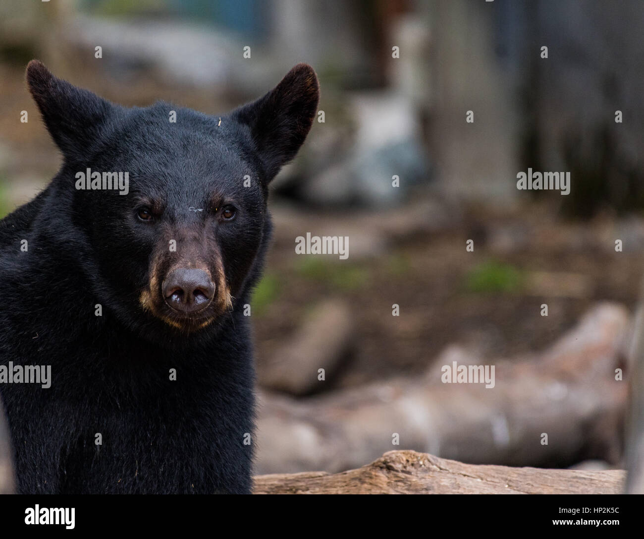 A Female Black Bear Staring at Photographer Stock Photo - Alamy
