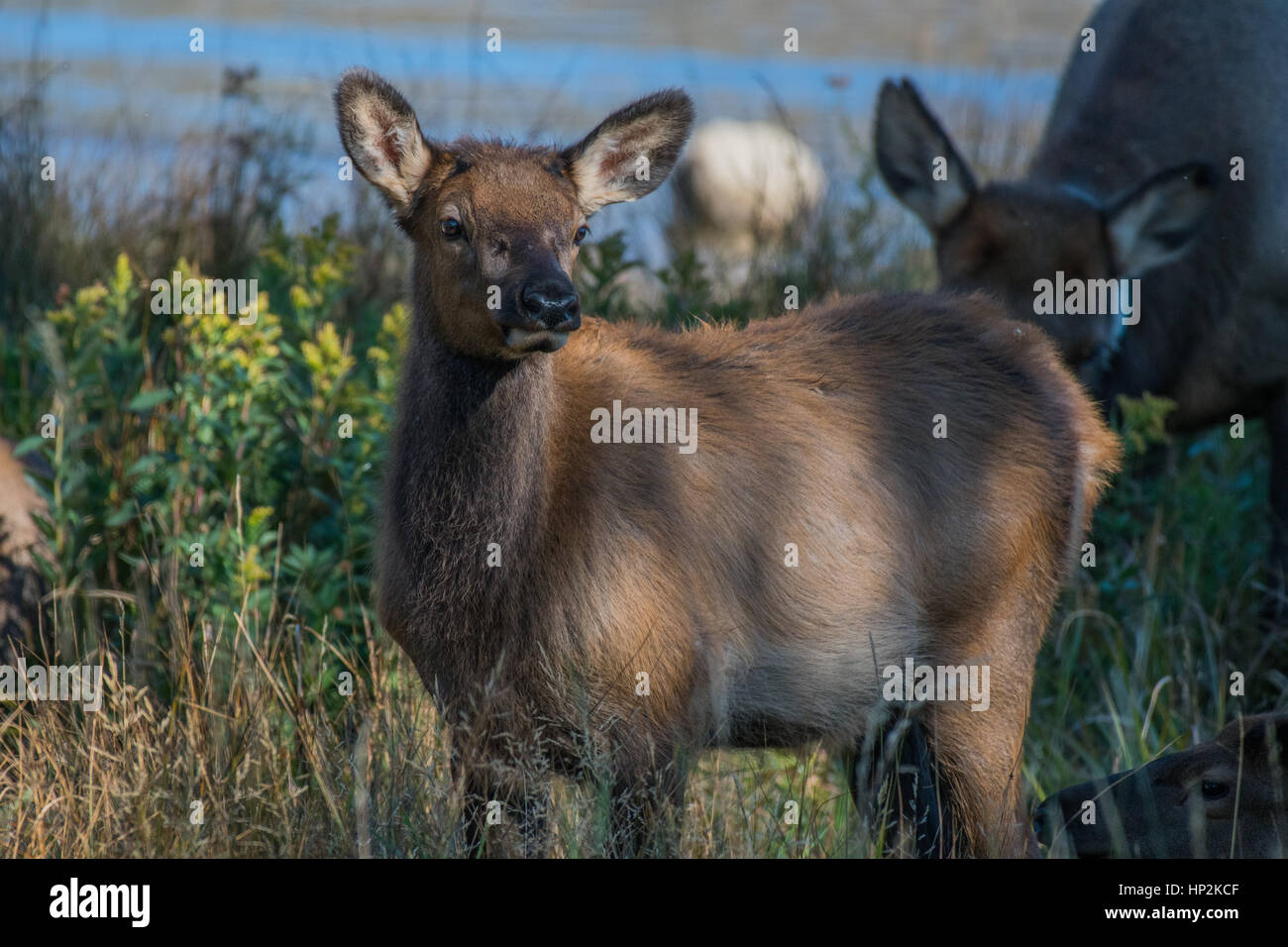 An Adorable Young Elk Calf at a Lakeside Meadow Stock Photo - Alamy