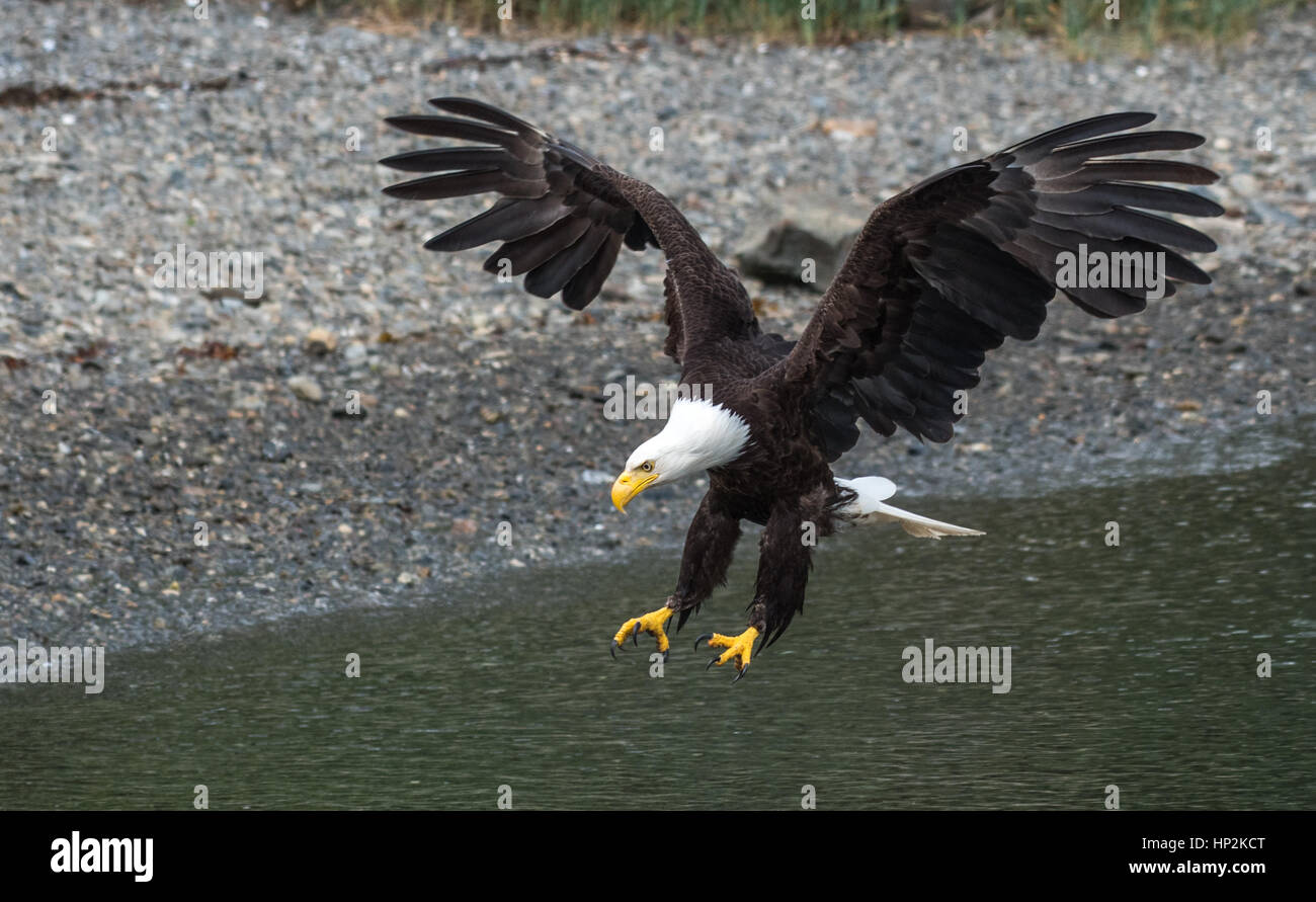 Beautiful Bald Eagle Stock Photo - Alamy