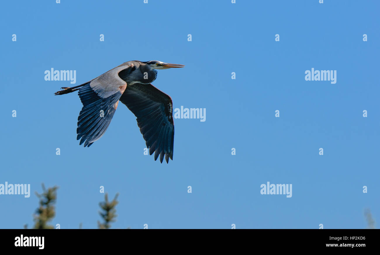 A Great Blue Heron in Flight Stock Photo - Alamy