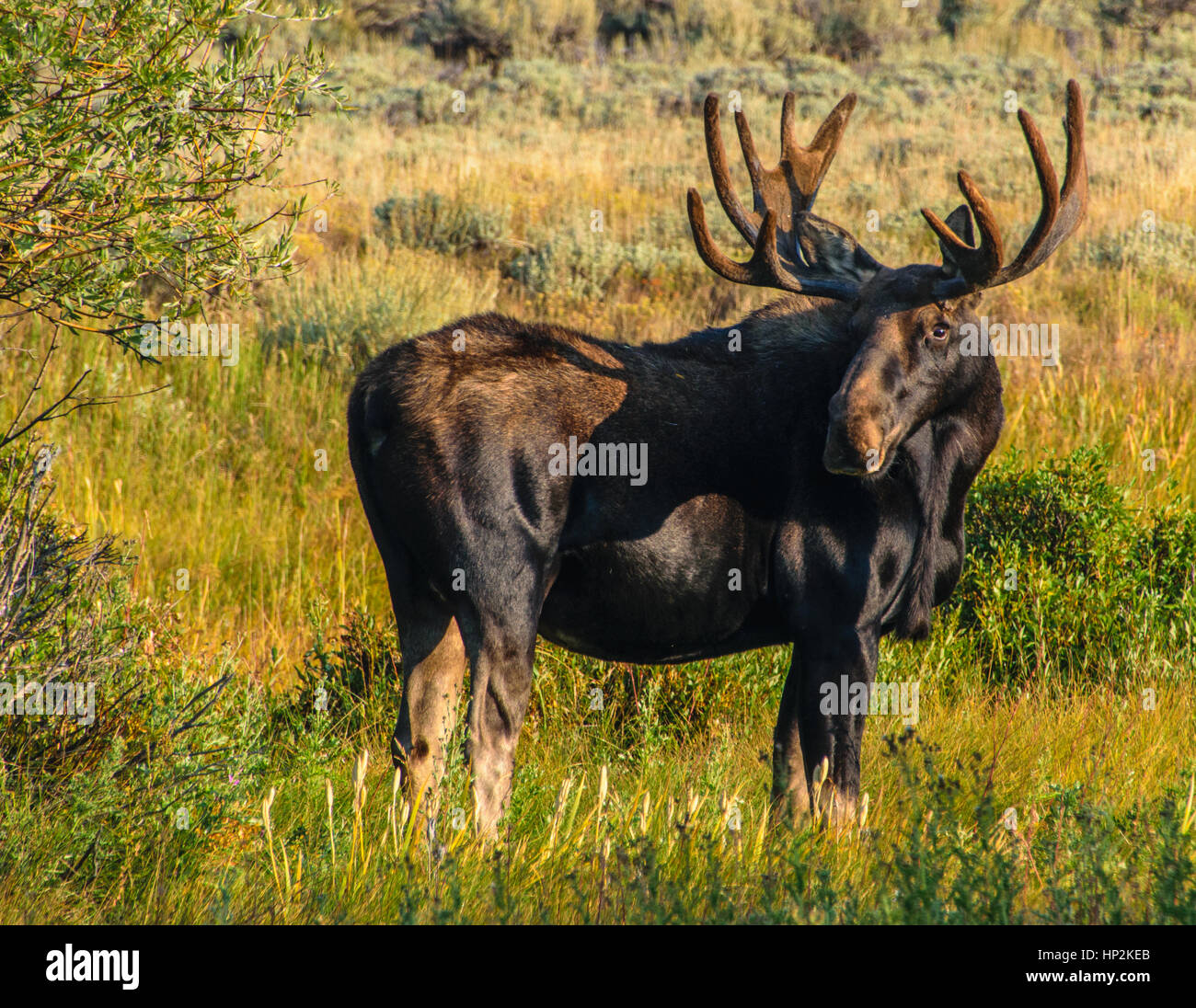 Hoof and moose hi-res stock photography and images - Alamy