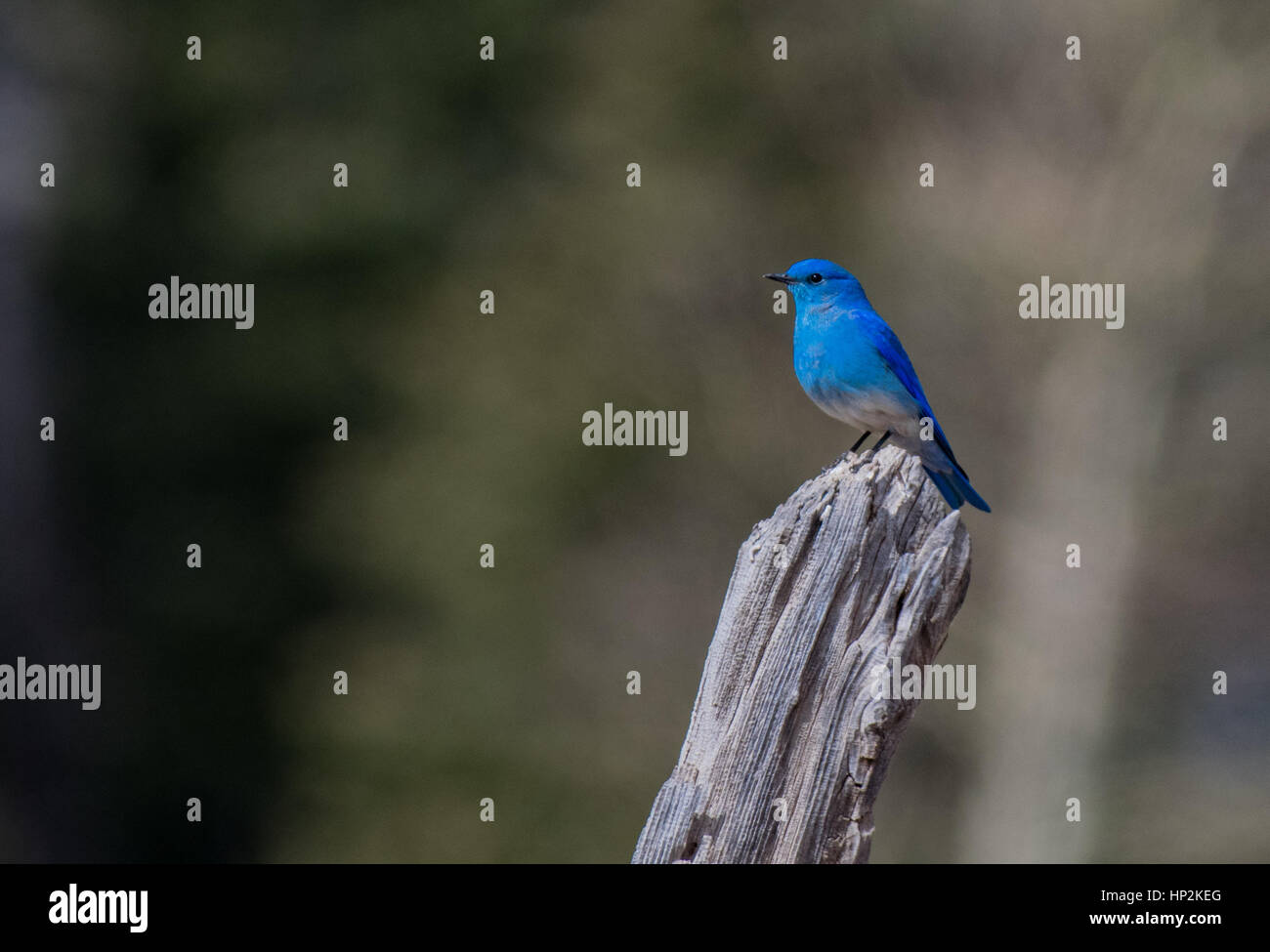 A Very Beautifully Colored Mountain Bluebird on the Plains of Colorado ...
