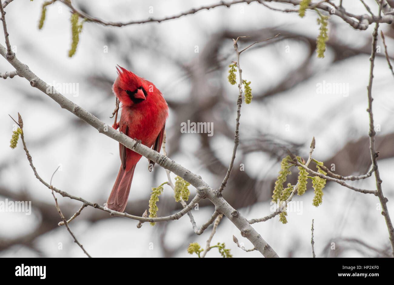 A Bright Northern Cardinal Scratching an Itch Stock Photo - Alamy