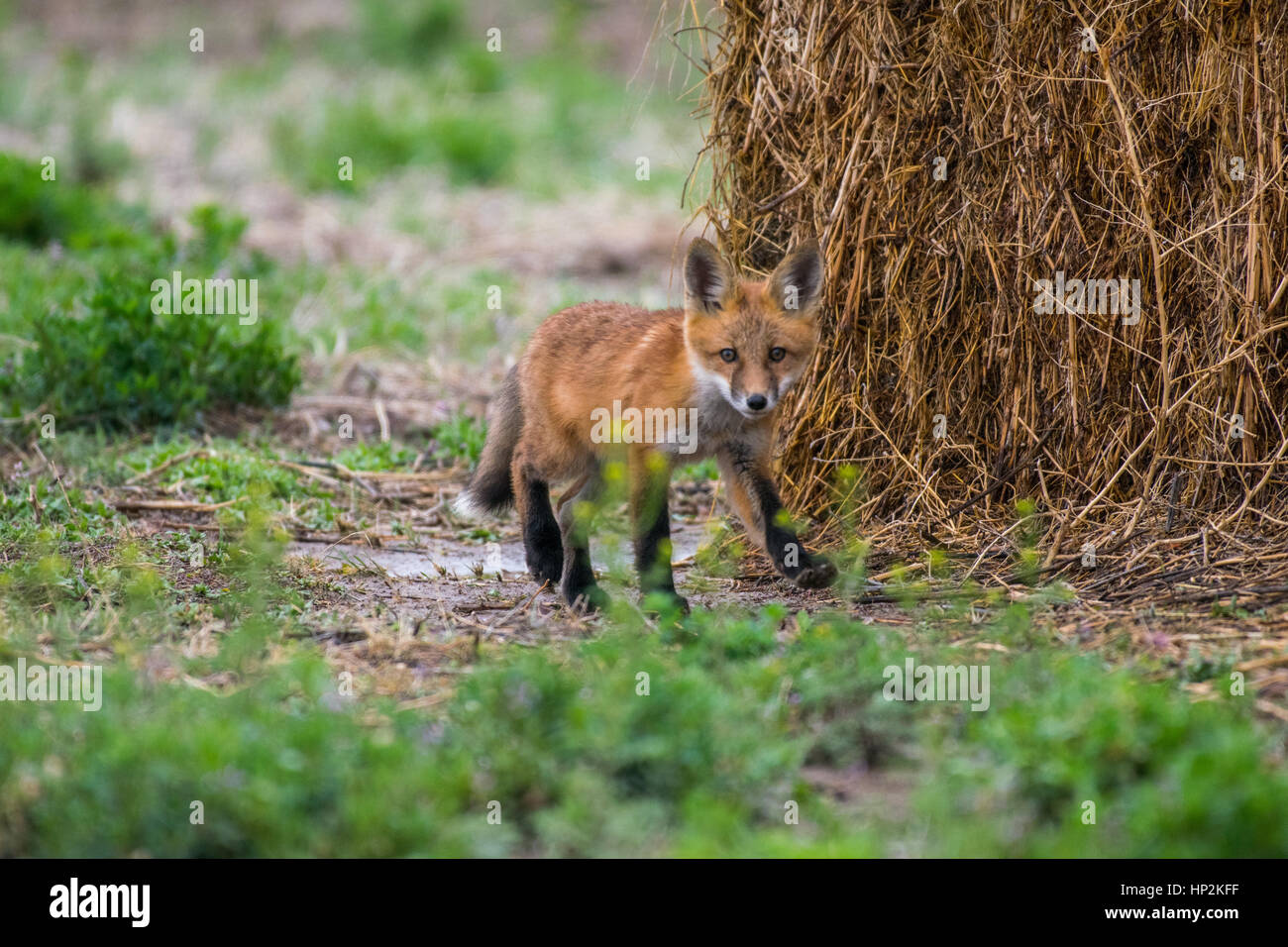 Adorable Red Fox Kit Stock Photo - Alamy