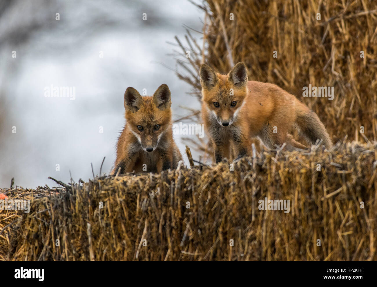 Adorable Red Fox Kit Siblings Stock Photo - Alamy