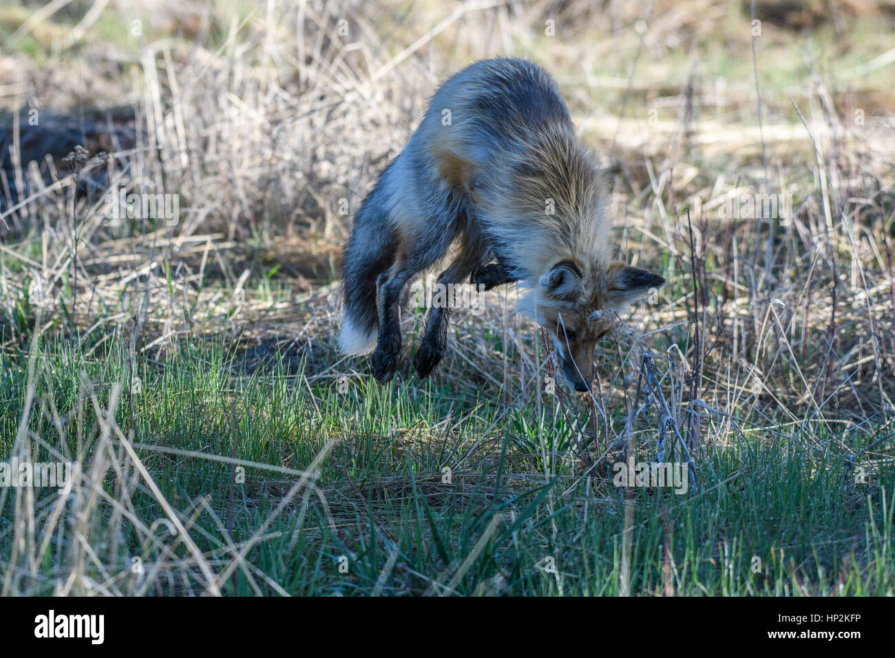 A Red Fox Diving for Dinner Stock Photo - Alamy