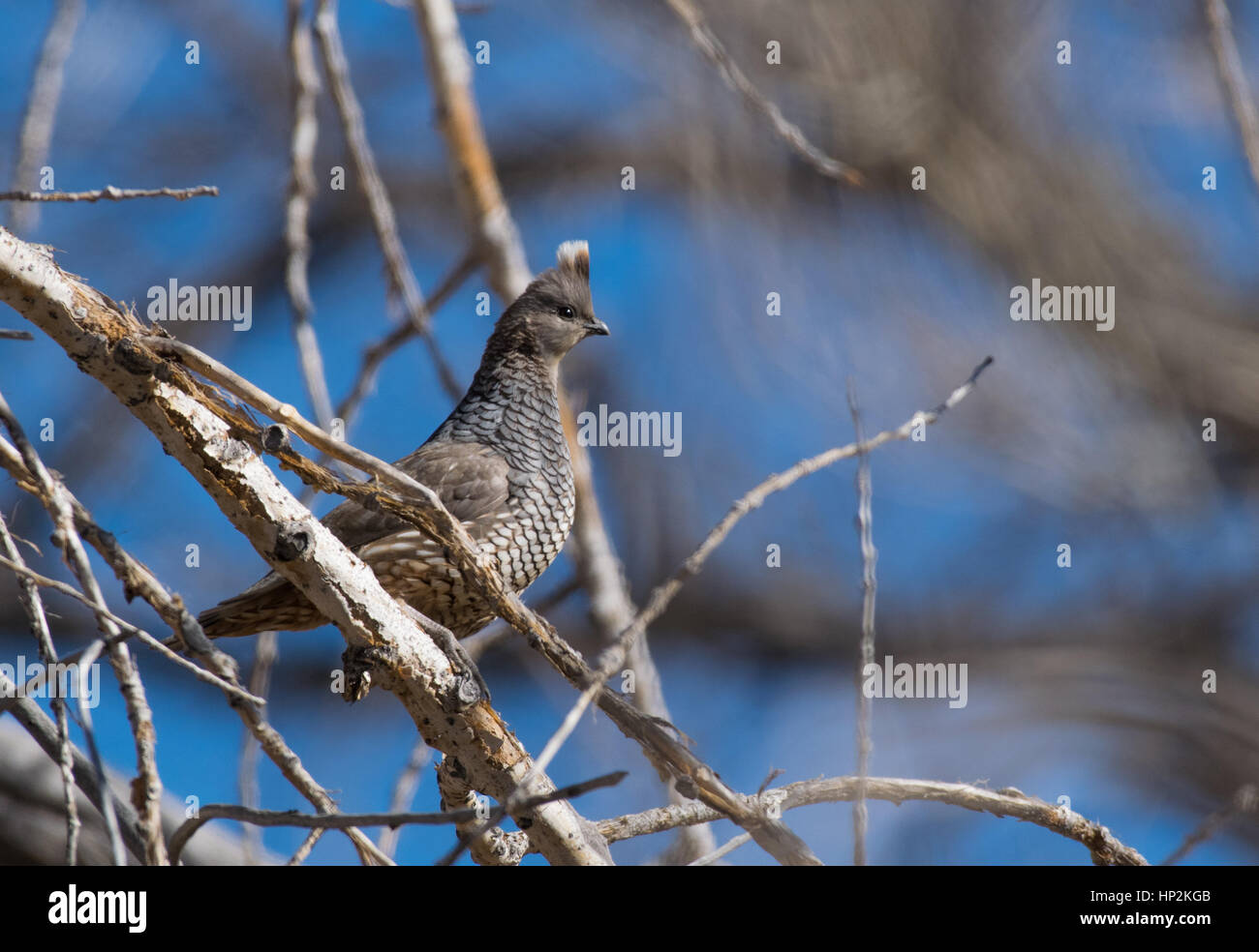 A Scaled Quail Perched in a Tree Stock Photo - Alamy