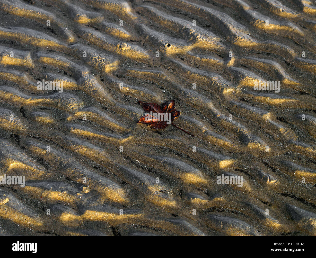 Fallen Maple Leaf on a beach in the wavy patter of sand and water with ...