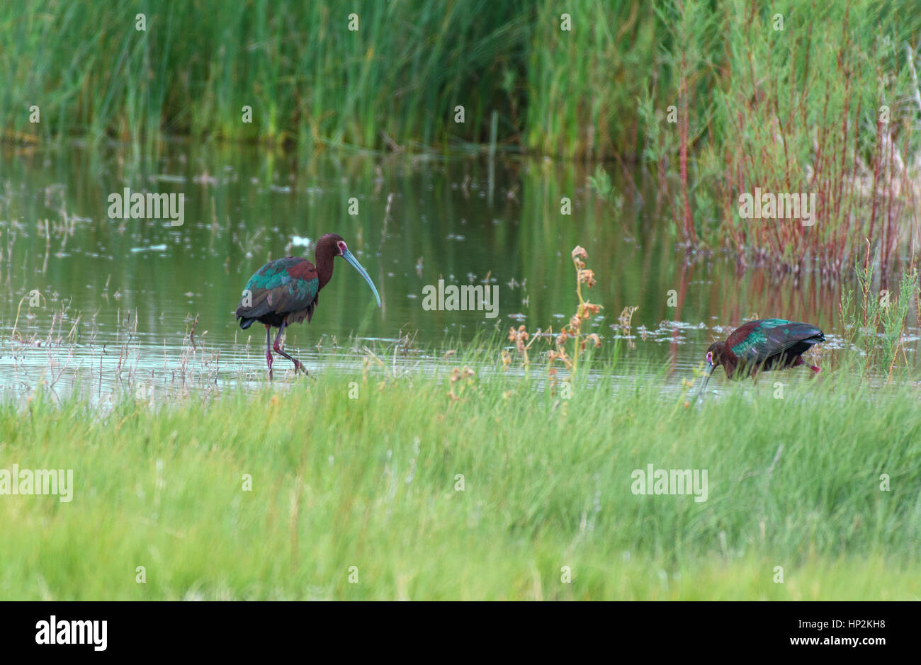 A Beautiful White-faced Ibis Foraging for Food in a Mudflat Stock Photo ...