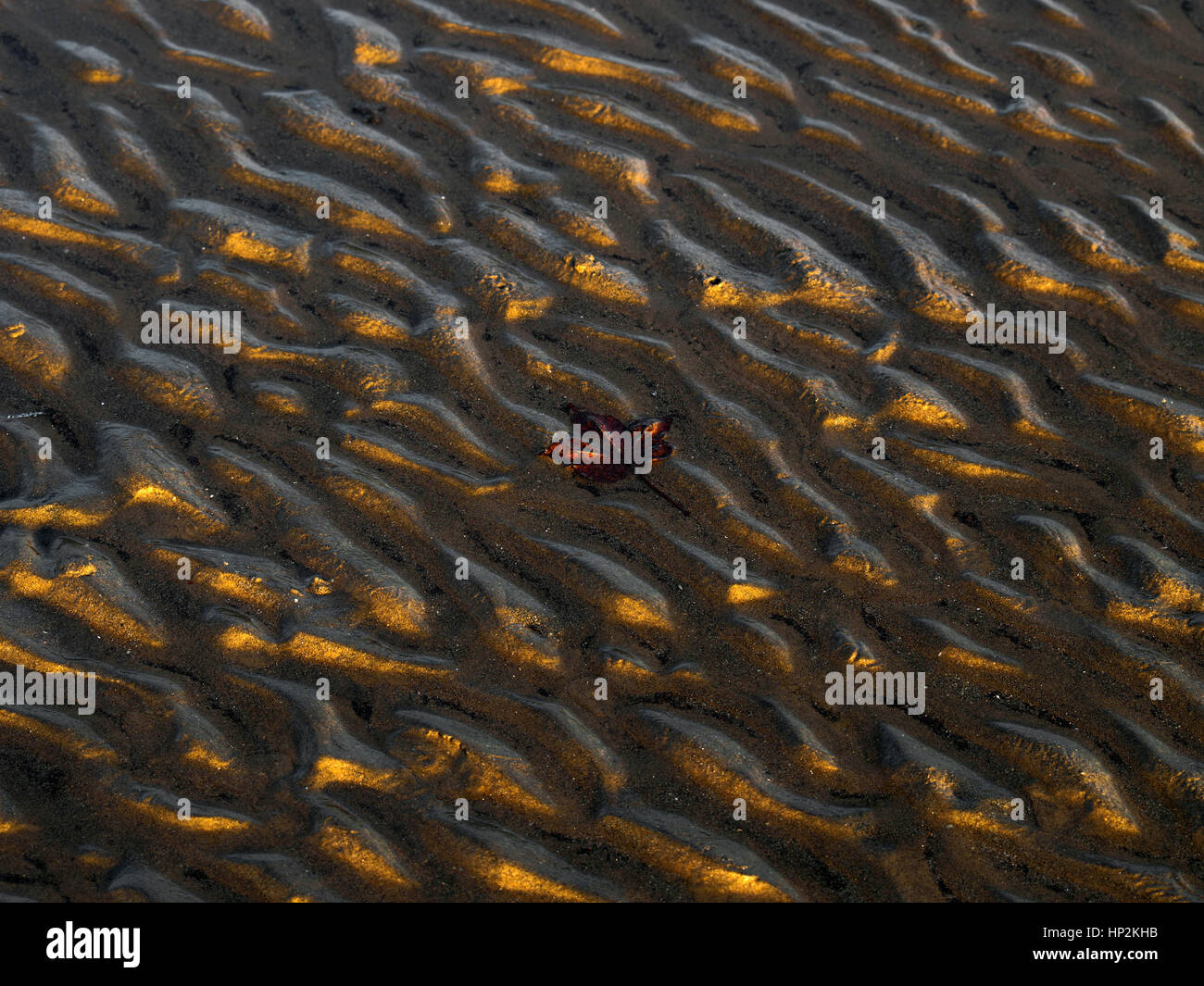 Fallen Maple Leaf on a beach in the wavy patter of sand and water with ...