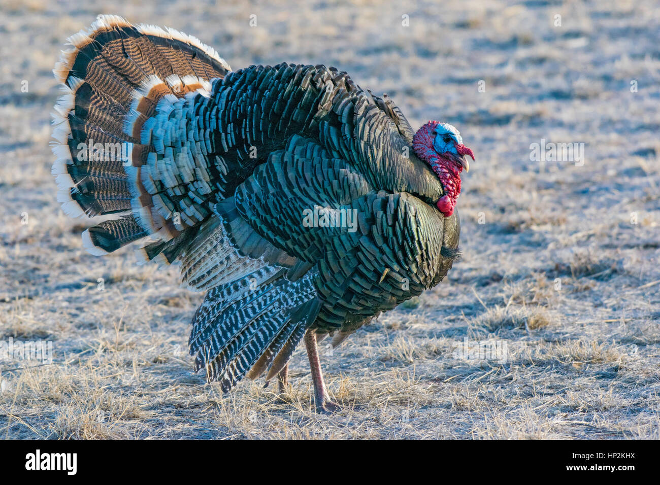 A Large Male (Tom) Turkey in a Meadow Stock Photo - Alamy