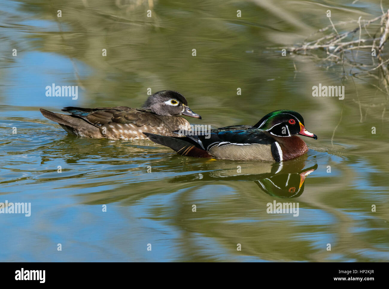 A Beautiful Wood Duck Mating Pair Swimming on the Lake Stock Photo - Alamy
