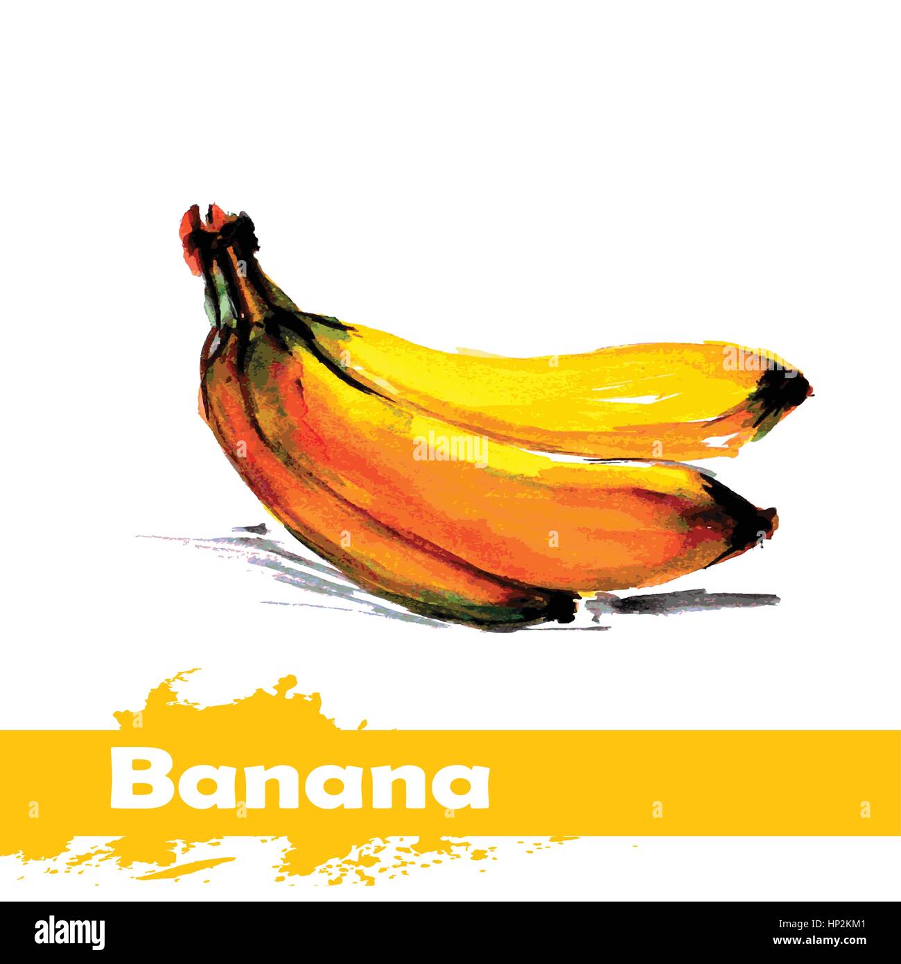 Hand drawn watercolor painting on white background. Vector illustration ...