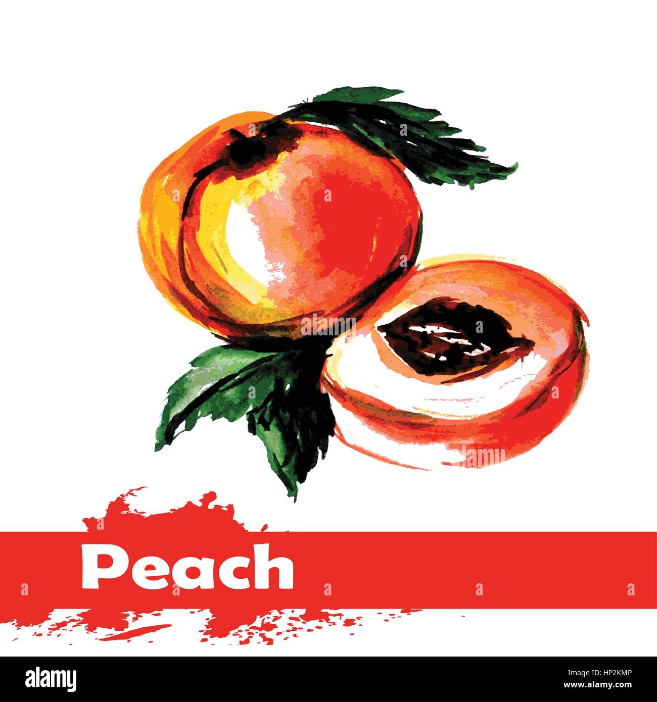 Hand drawn watercolor painting on white background. Vector illustration ...