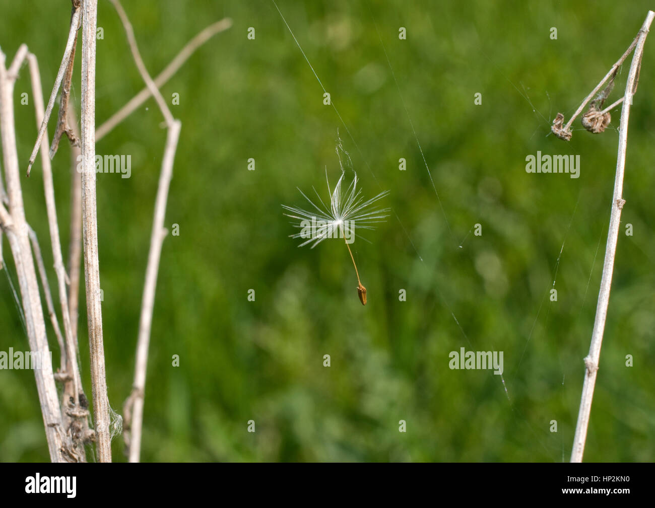 Spider in the web and long grass waiting to capture its next meal of a ...
