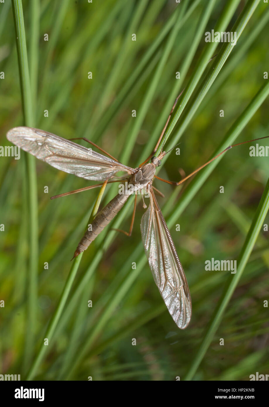 Elongated abdomen hi-res stock photography and images - Alamy