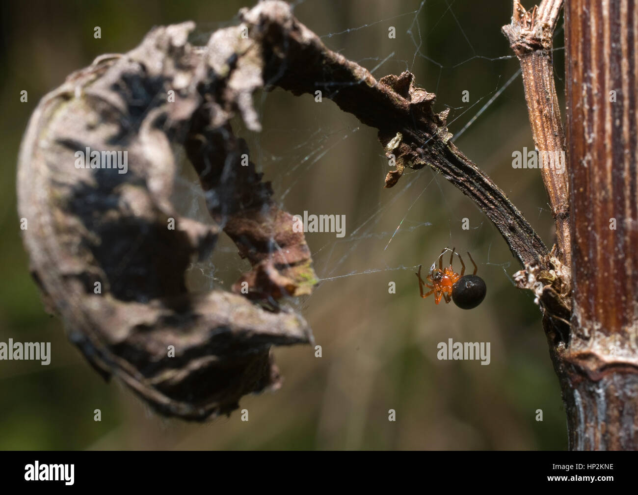 Spider in the web and long grass waiting to capture its next meal of a ...