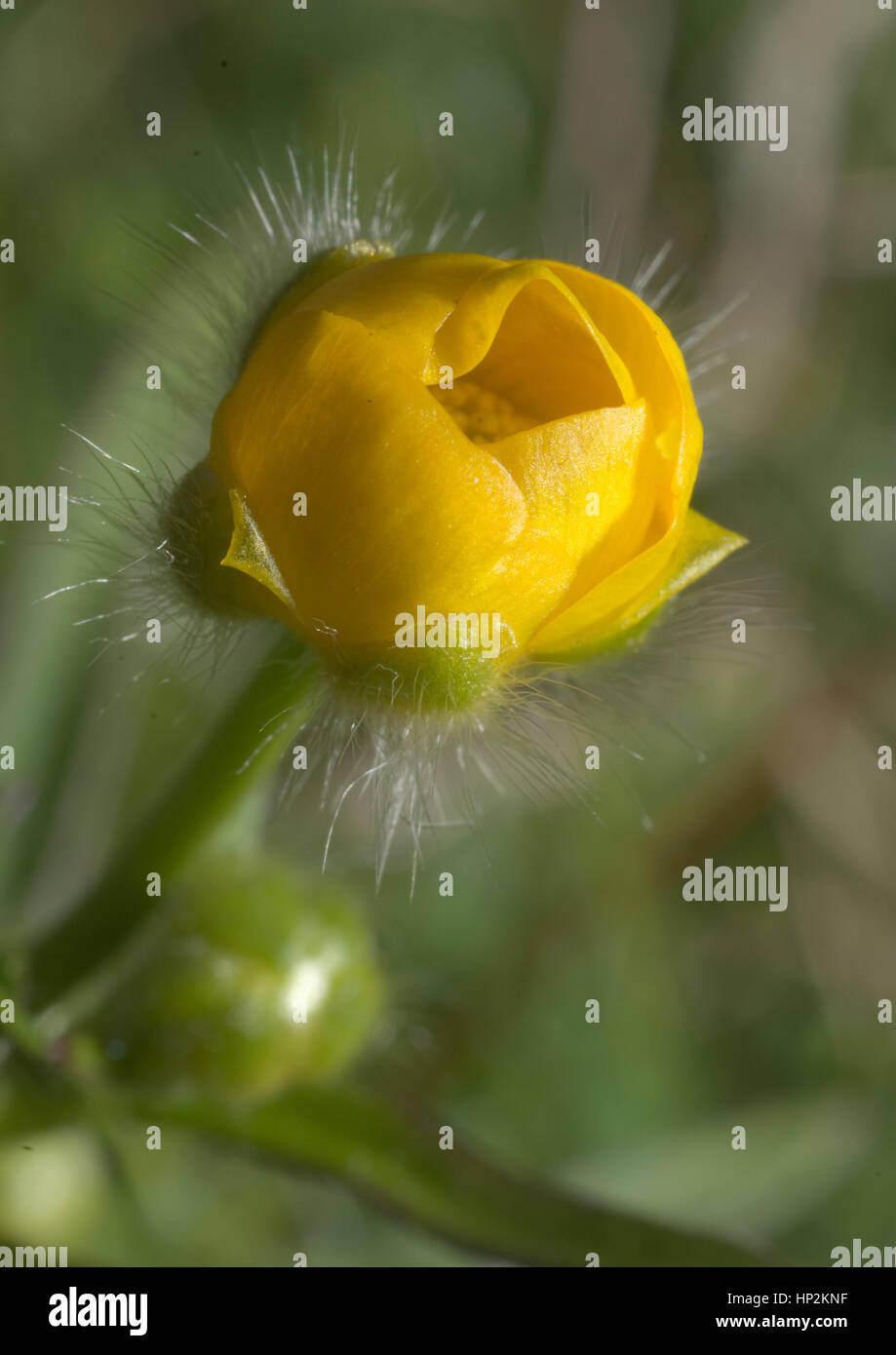 A closed buttercup Stock Photo - Alamy
