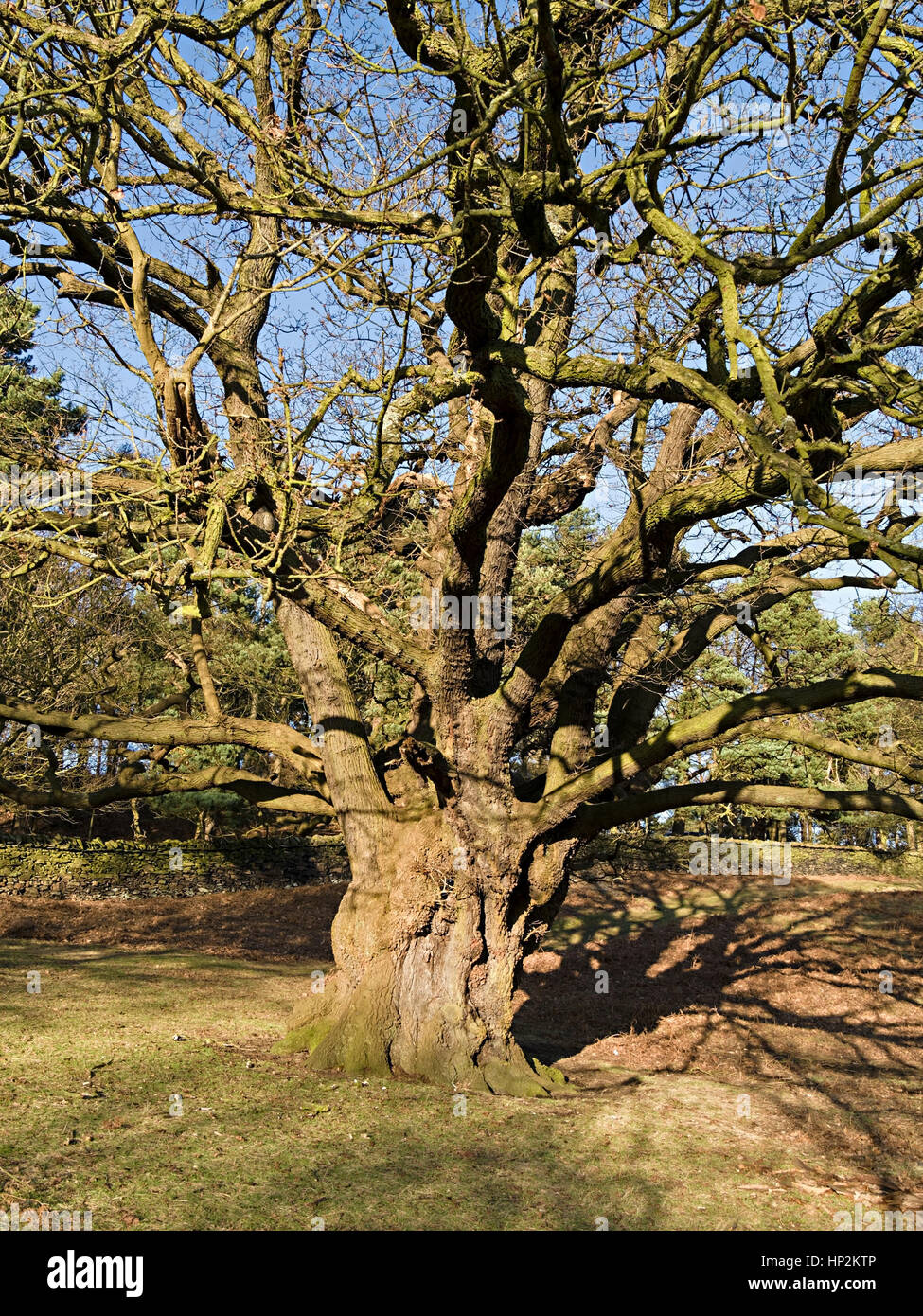 Tangled mass of branches and massive trunk of old Oak tree, Bradgate ...