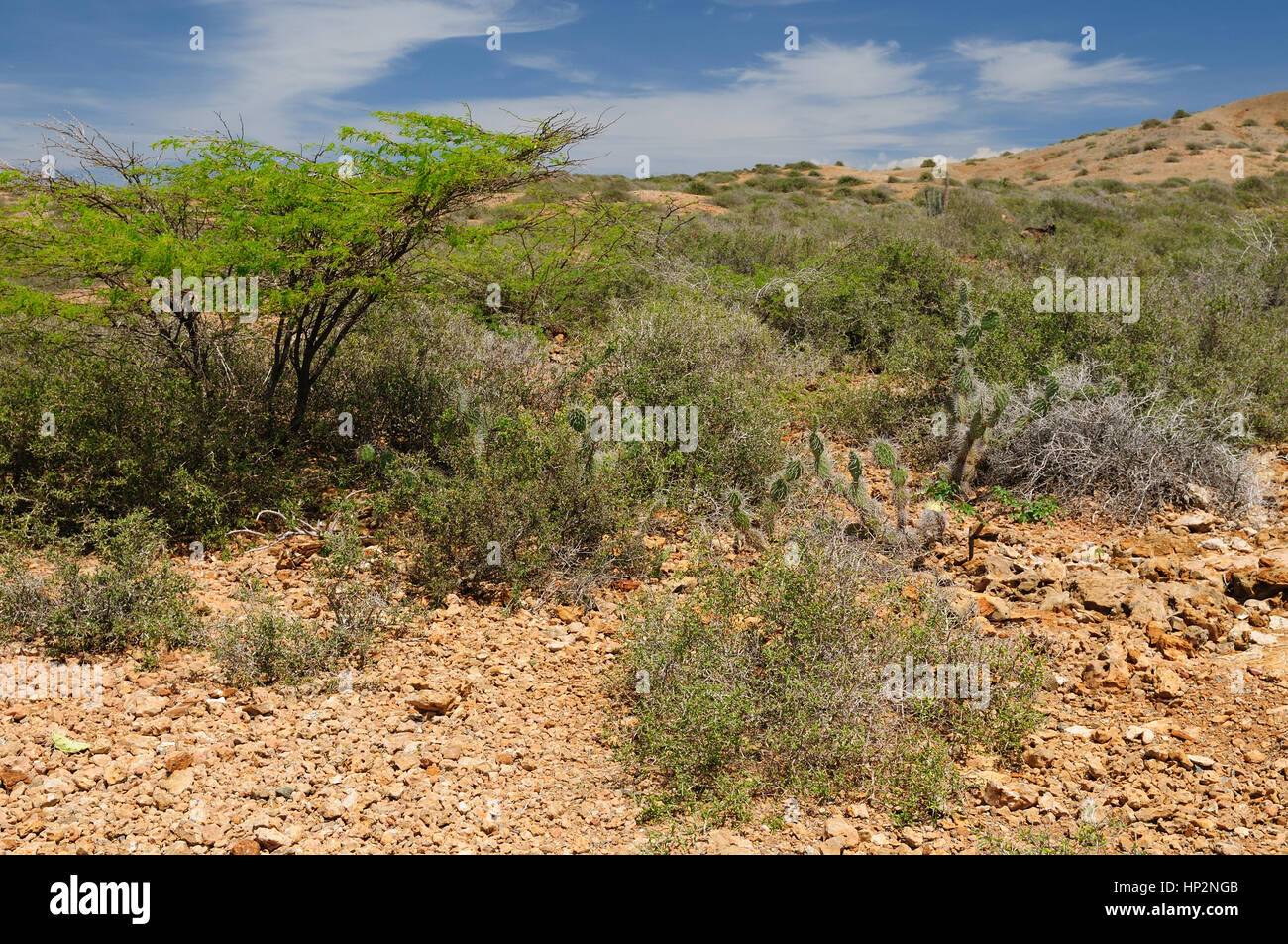 Colombia, wild coastal desert of Penisula la Guajira near the Cabo de ...