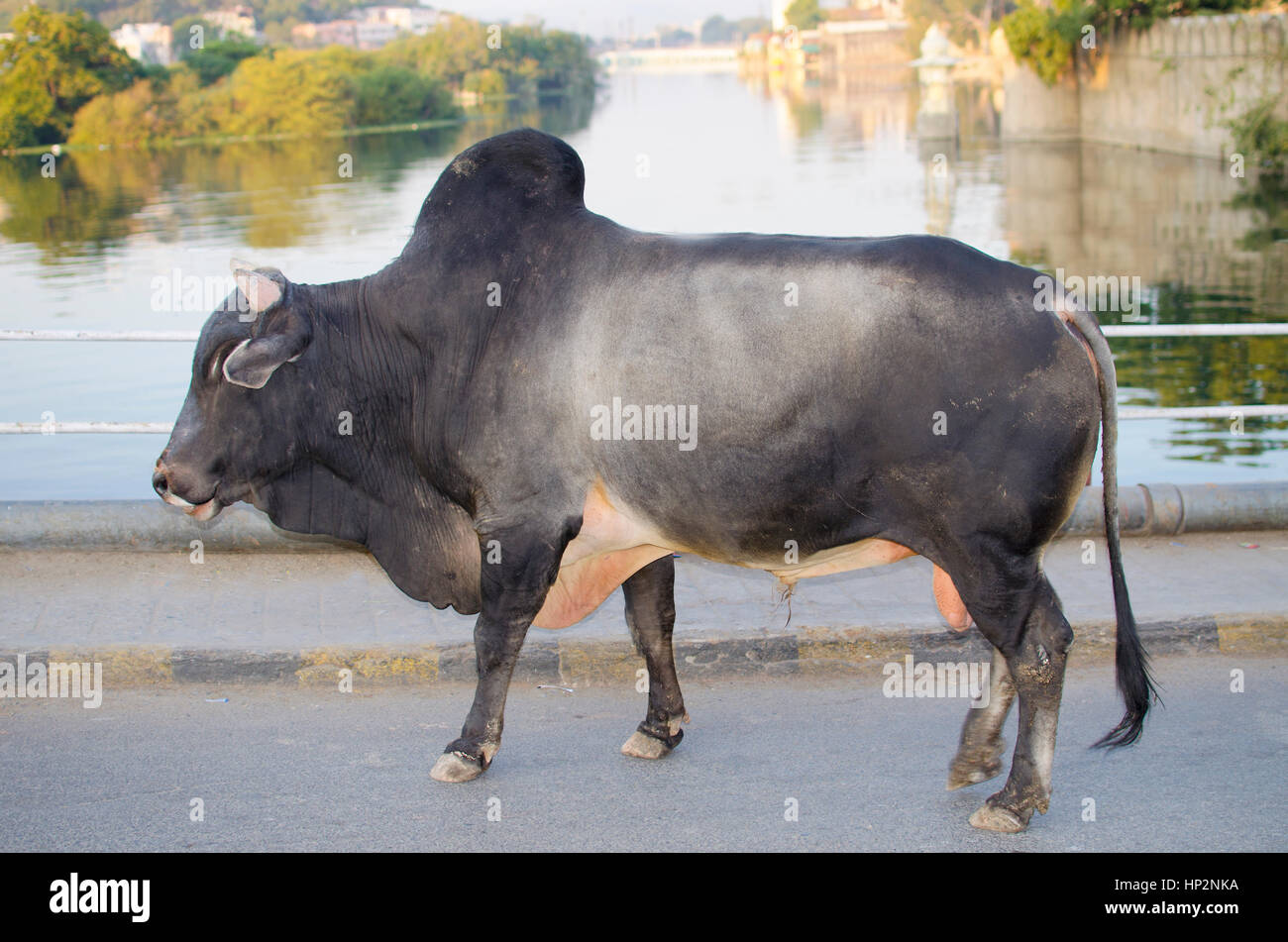 Animal asian zebu cattle hi-res stock photography and images - Alamy