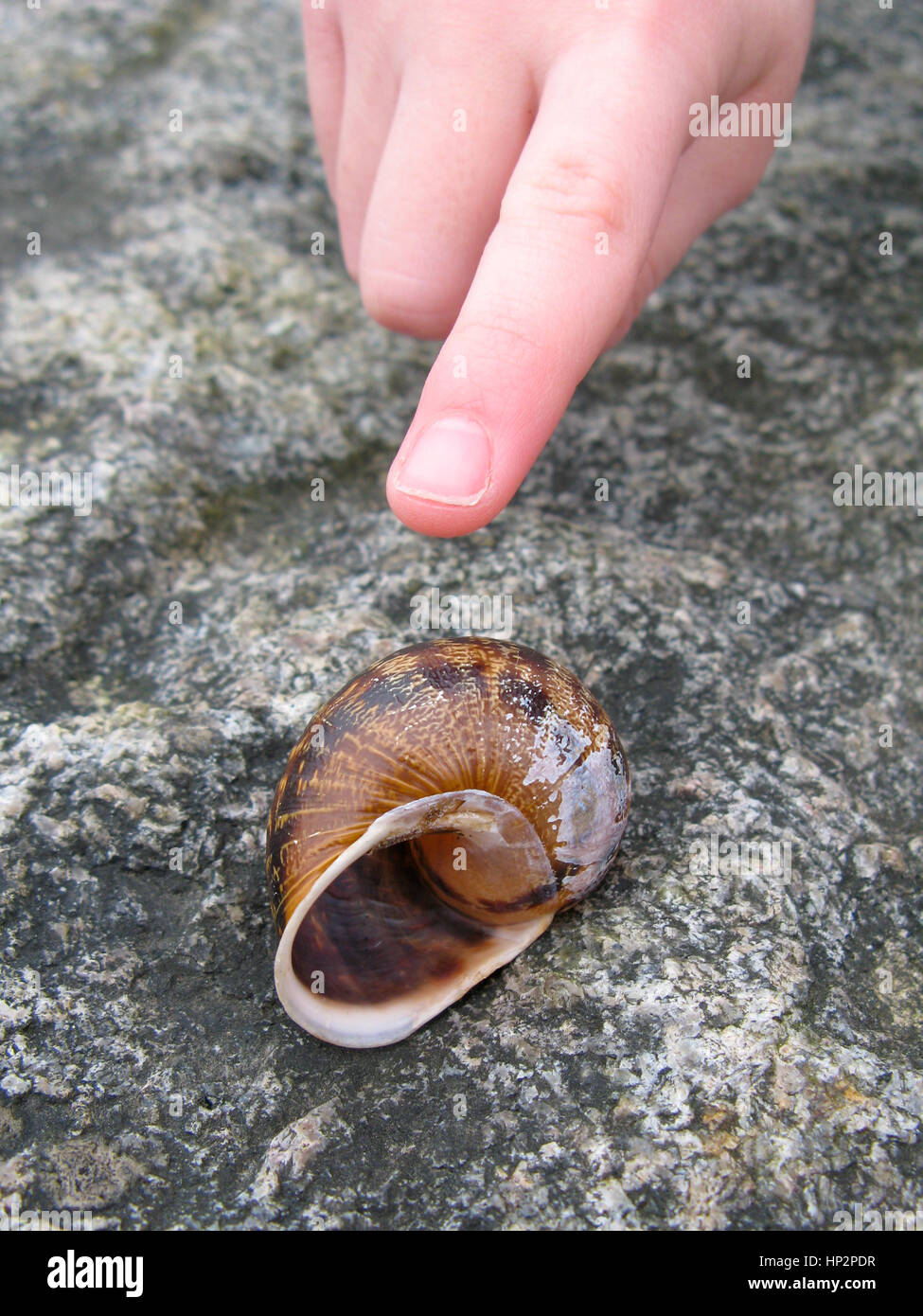 child's finger pointing to a shell Stock Photo - Alamy