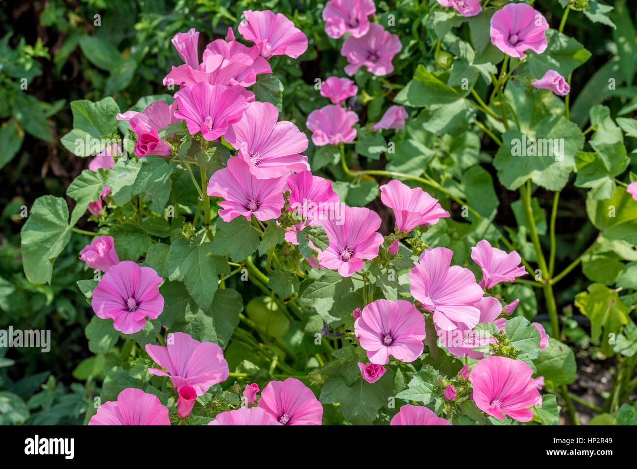 Pink mallow or malva flowers in the home garden Stock Photo - Alamy