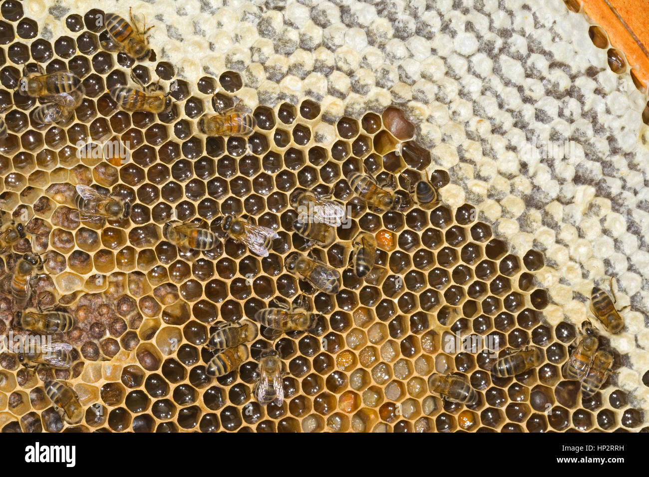 Inside bee hive hi-res stock photography and images - Alamy
