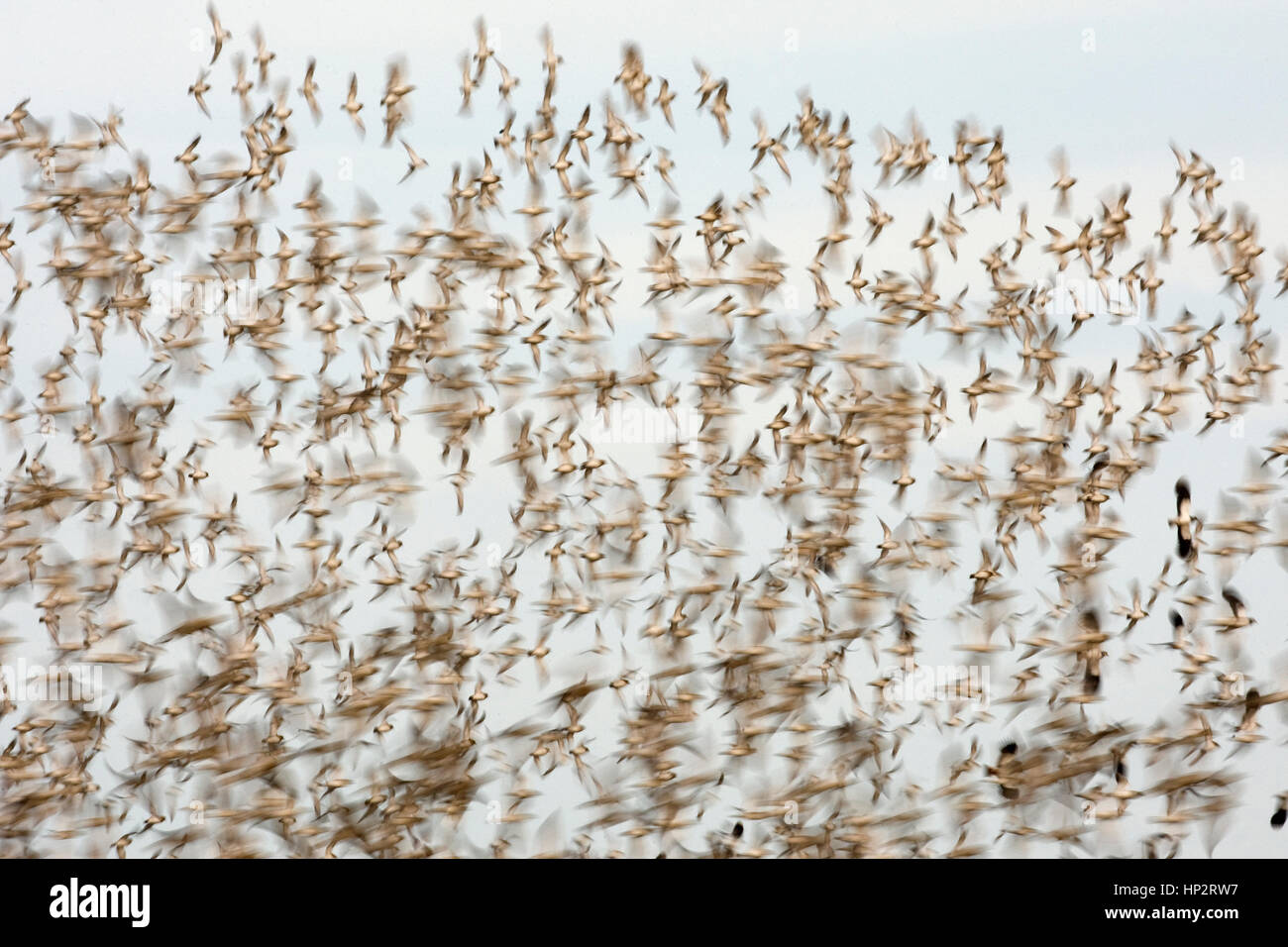 Golden plover in flight hi-res stock photography and images - Alamy