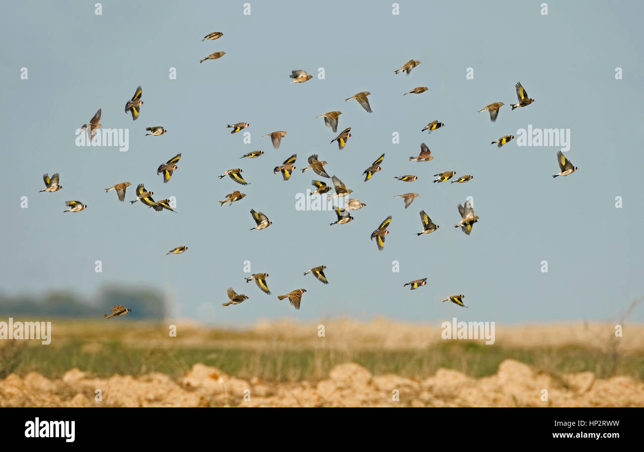 Goldfinch in flight hi-res stock photography and images - Alamy