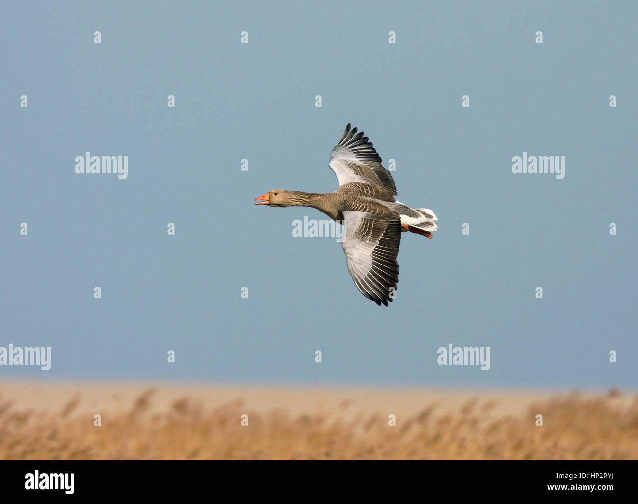 Greylag Goose - Anser anser Stock Photo - Alamy