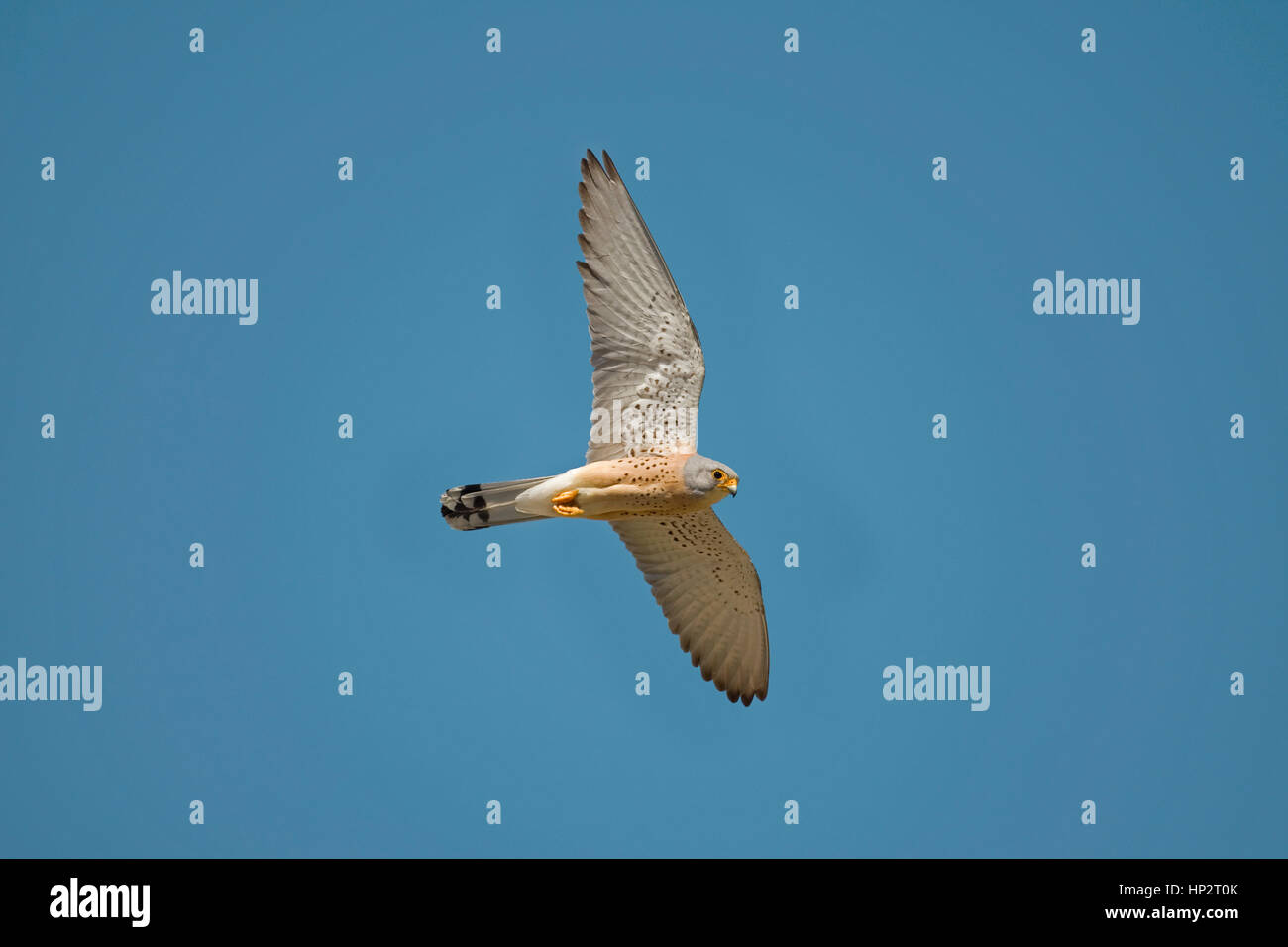 Lesser Kestrel - Falco naumanni - male Stock Photo - Alamy