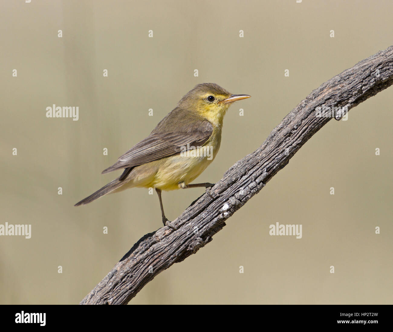 Melodious Warbler - Hippolais polyglotta Stock Photo - Alamy