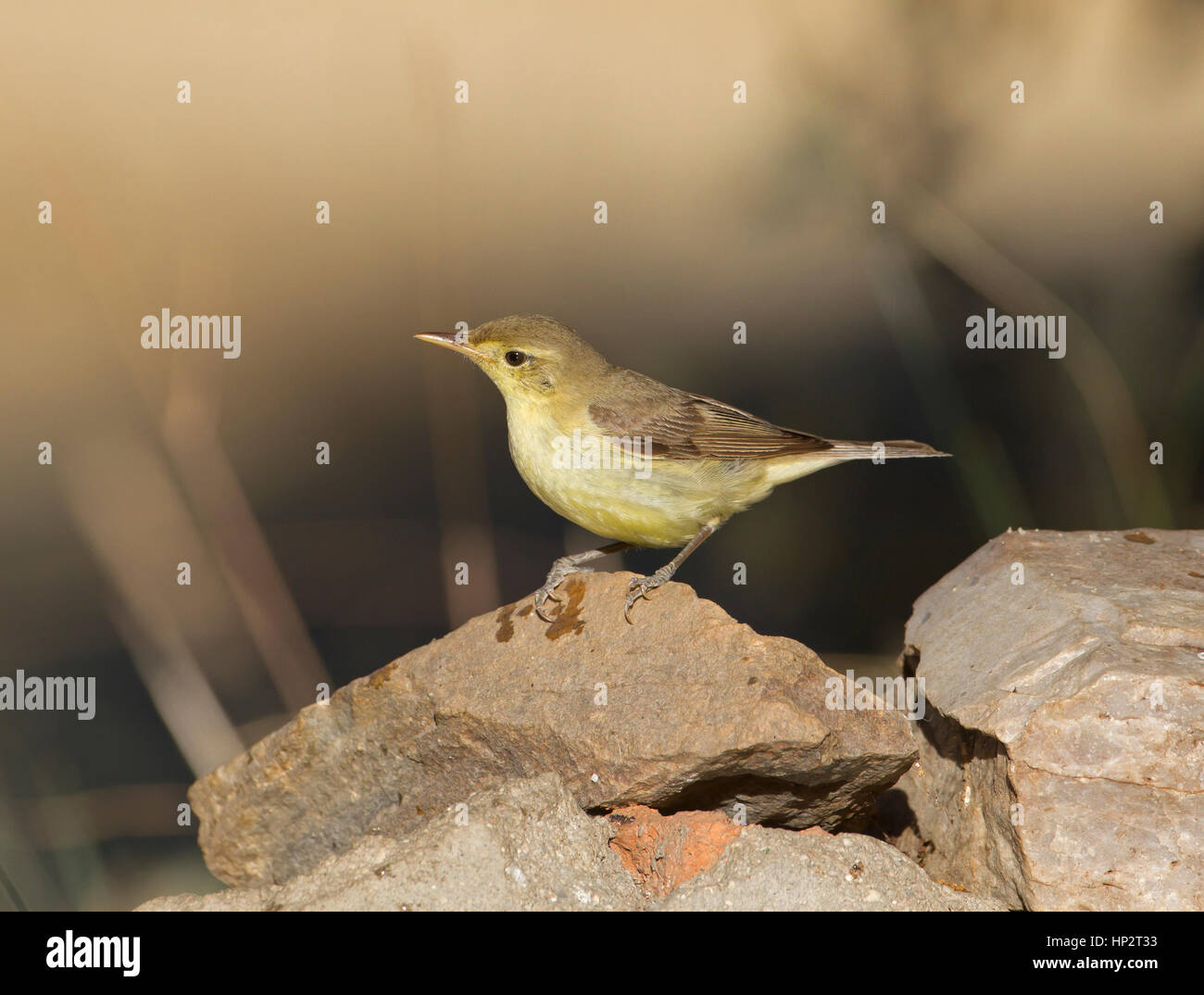 Melodious Warbler - Hippolais polyglotta Stock Photo - Alamy