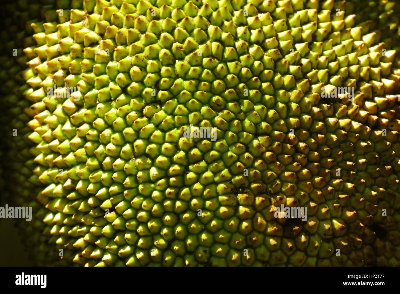 Jackfruit philippines hi-res stock photography and images - Alamy