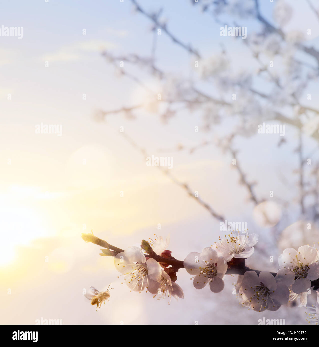 Spring flower background; Happy Easter and blooming tree Stock Photo ...