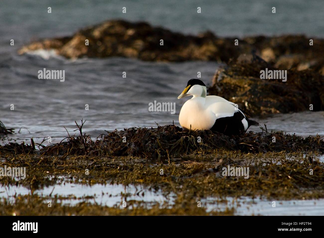 Common eider habitat hi-res stock photography and images - Alamy