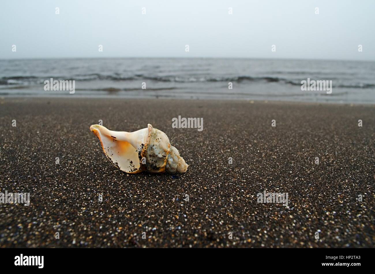 Seashell on the black beach Stock Photo - Alamy