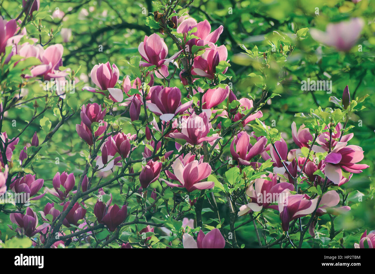 Magnolia spring flowers Stock Photo - Alamy