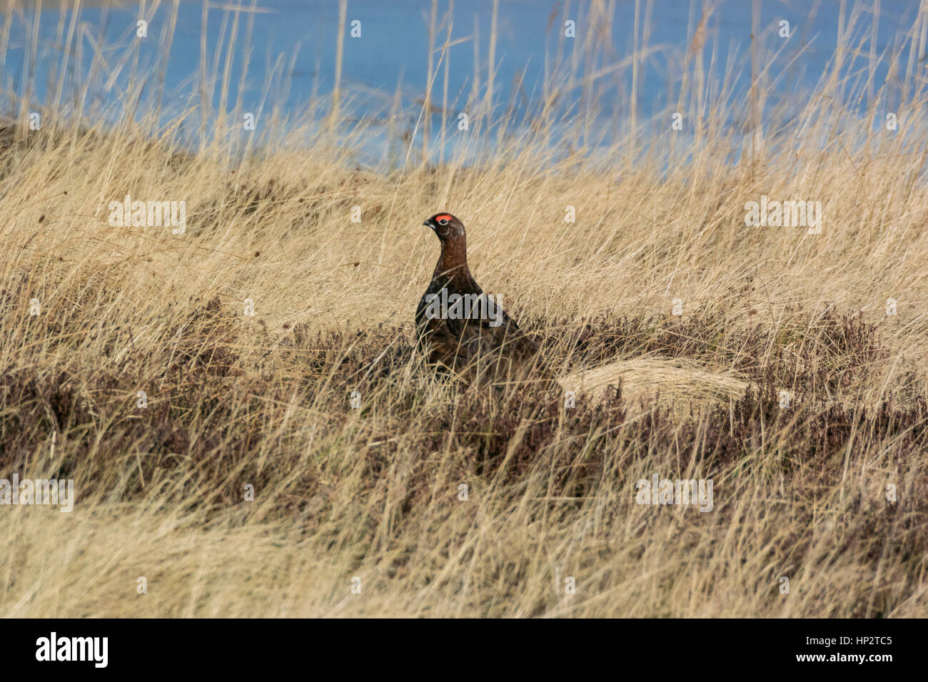 Grouse and grass hi-res stock photography and images - Alamy